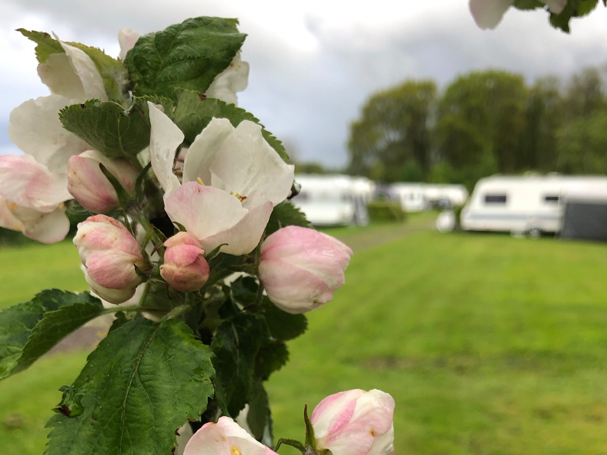 Asaa Camping & Hytteferie - DK-Camp